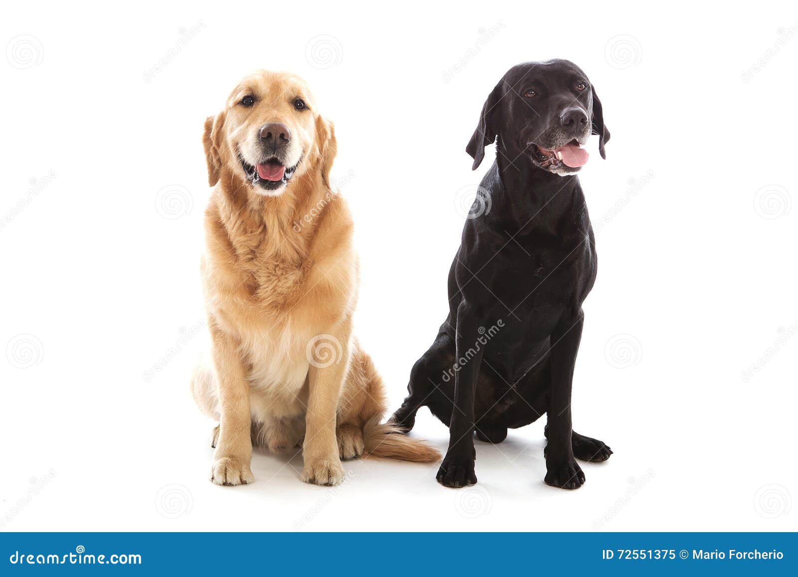 Two dog posing stock image. Image of purebred, sitting - 72551375