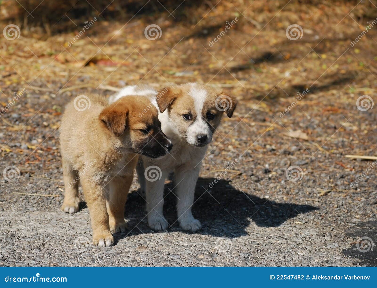 Two dog puppies stock photo. Image of sitting, puppy - 22547482