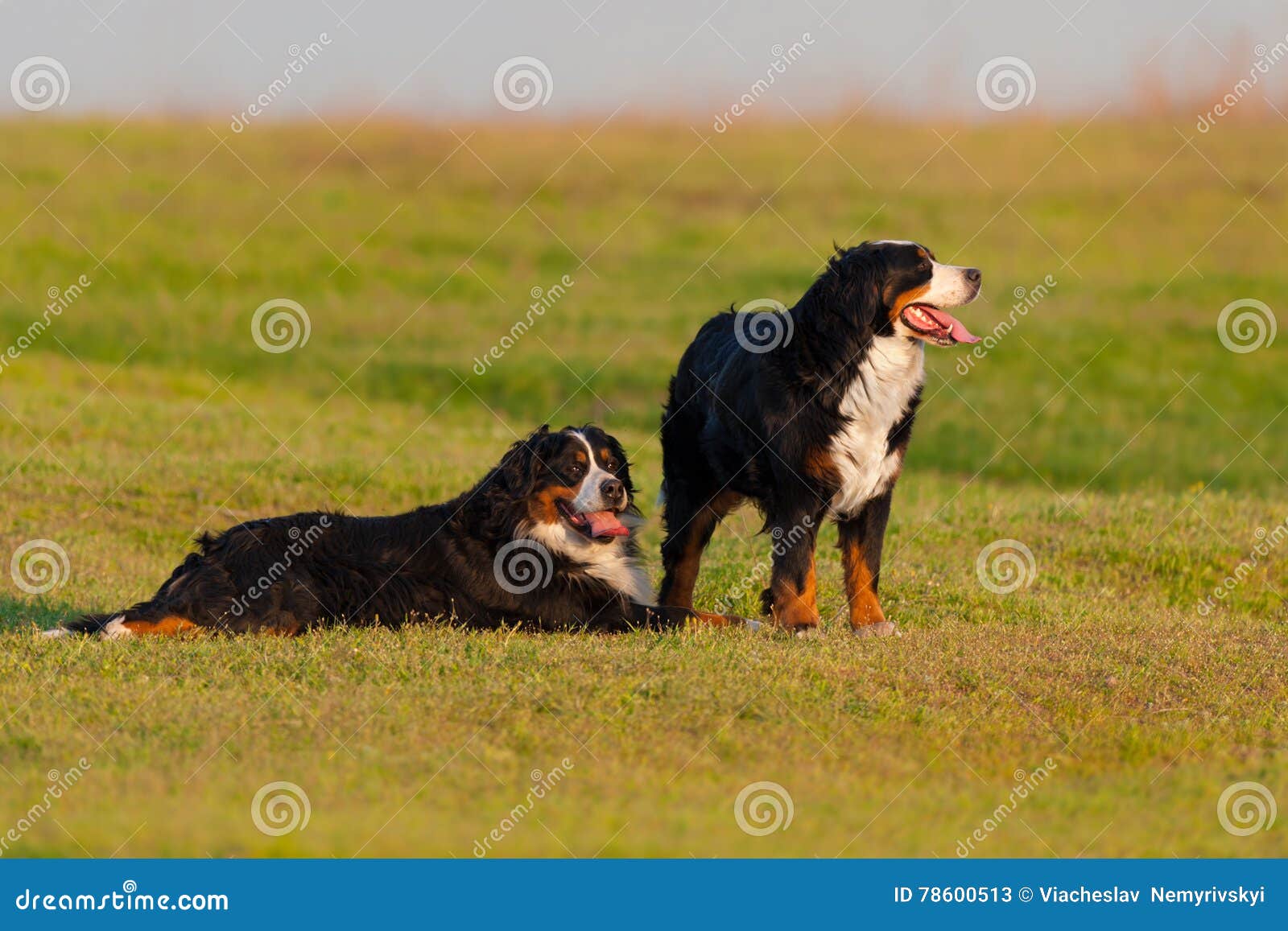 Two dog at sunset stock image. Image of flowers, sitting - 78600513