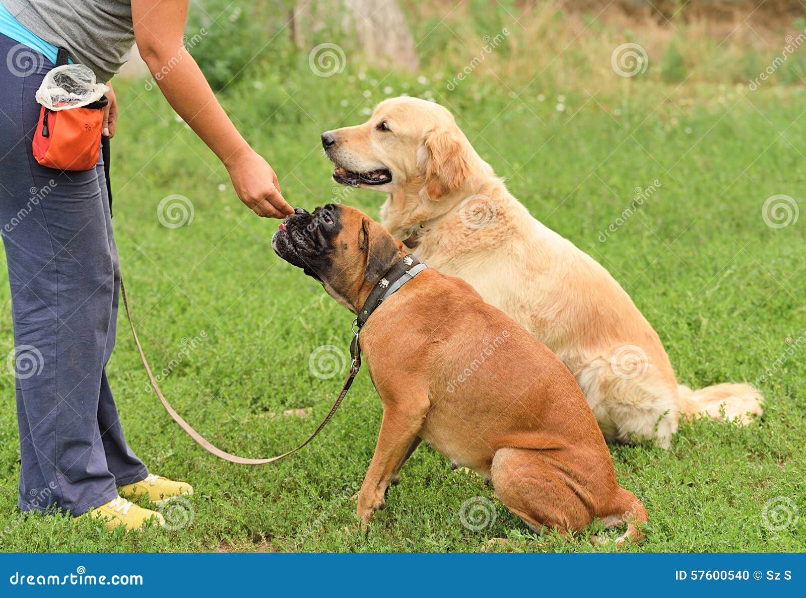 Two dog in training stock photo. Image of color, field - 57600540