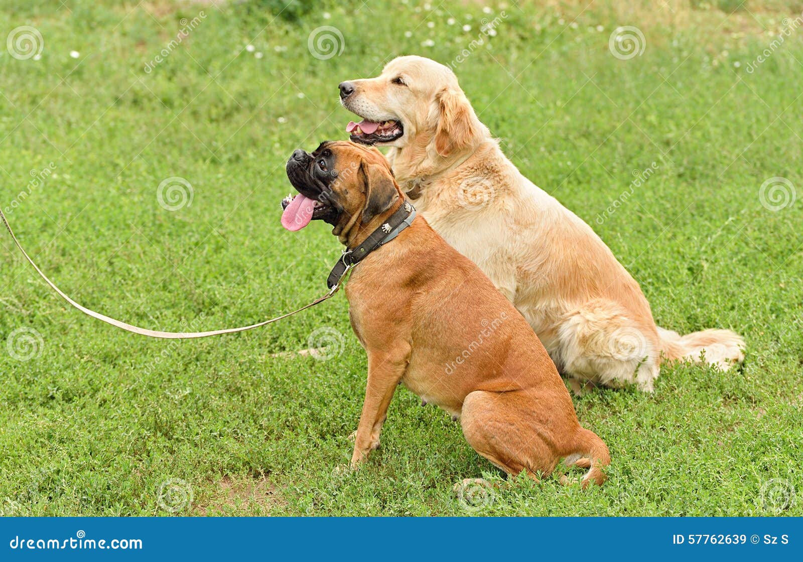 Two dog in training stock image. Image of care, training - 57762639