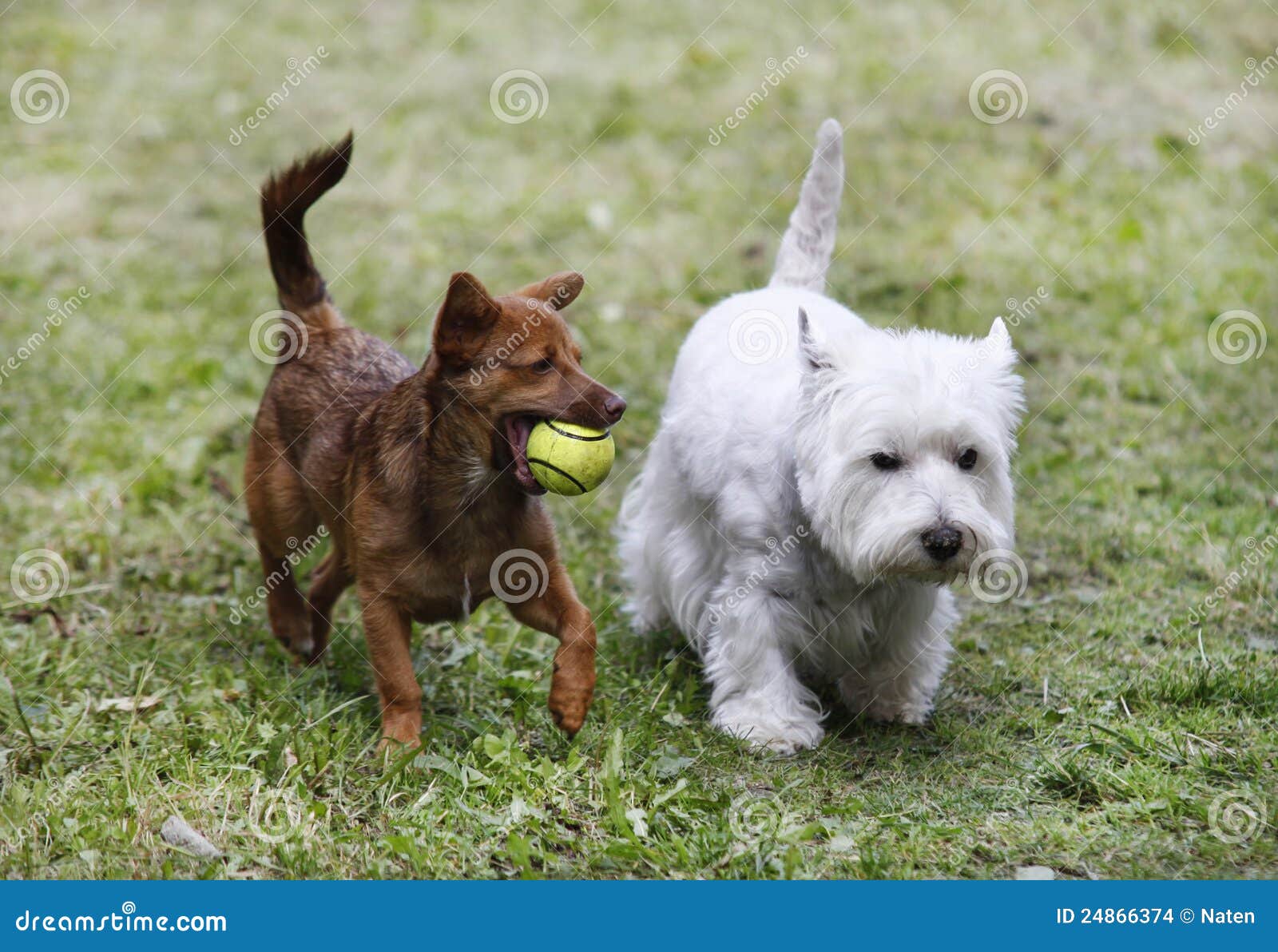 Two doggies stock photo. Image of dogs, playing, doggy - 24866374
