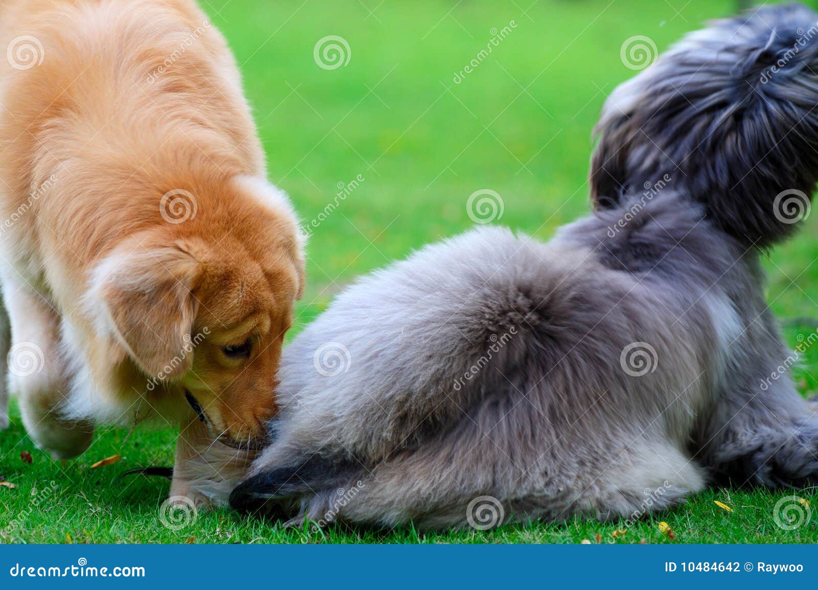 Two dogs stock photo. Image of puppy, animal, park, cute - 10484642