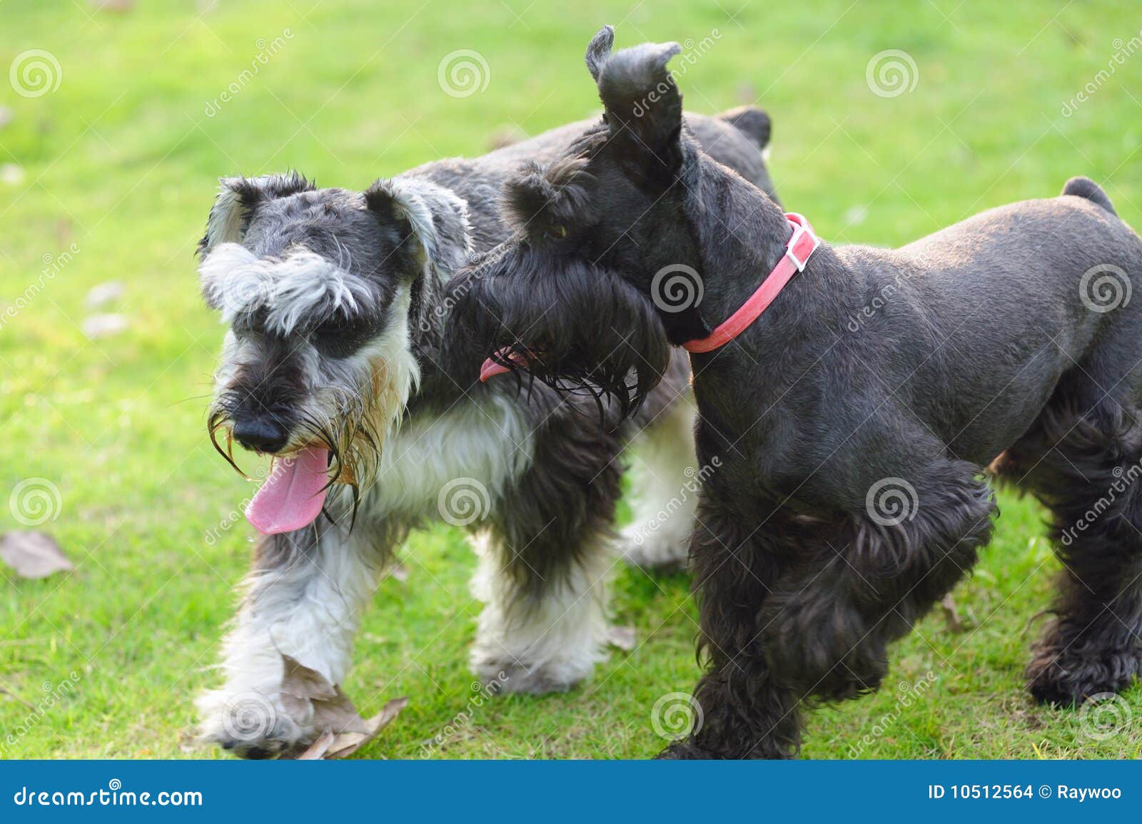 Two dogs stock photo. Image of outdoor, grey, canines - 10512564