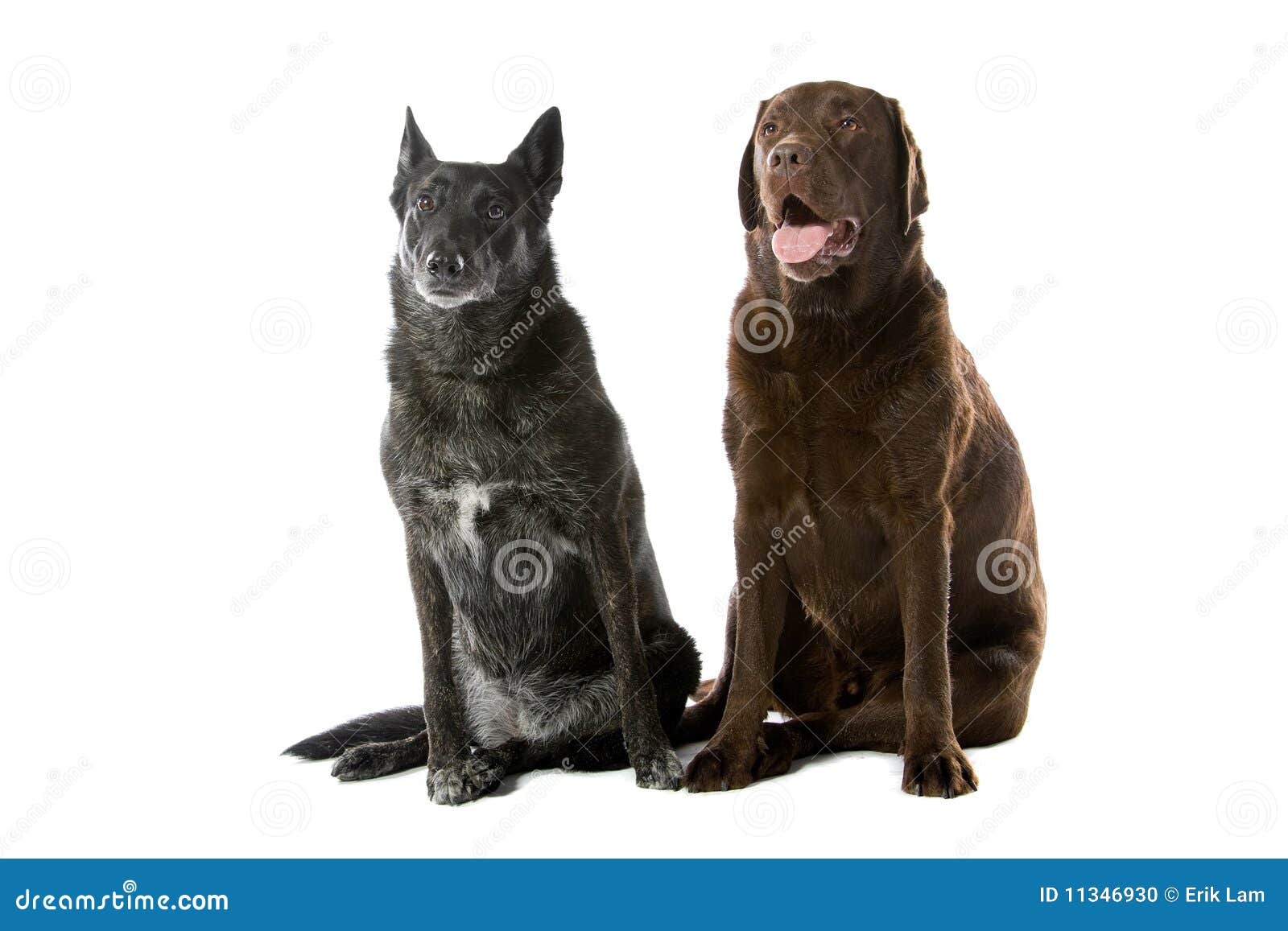 Two dogs stock photo. Image of large, friends, mammals - 11346930