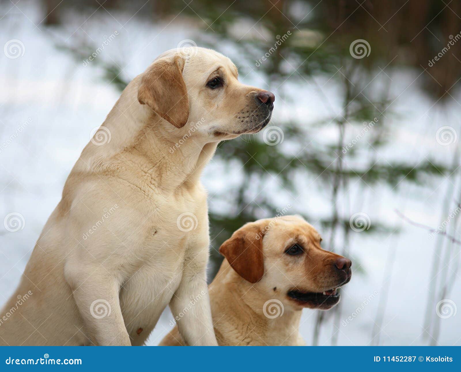 Two dogs. stock image. Image of winter, friends, gold - 11452287