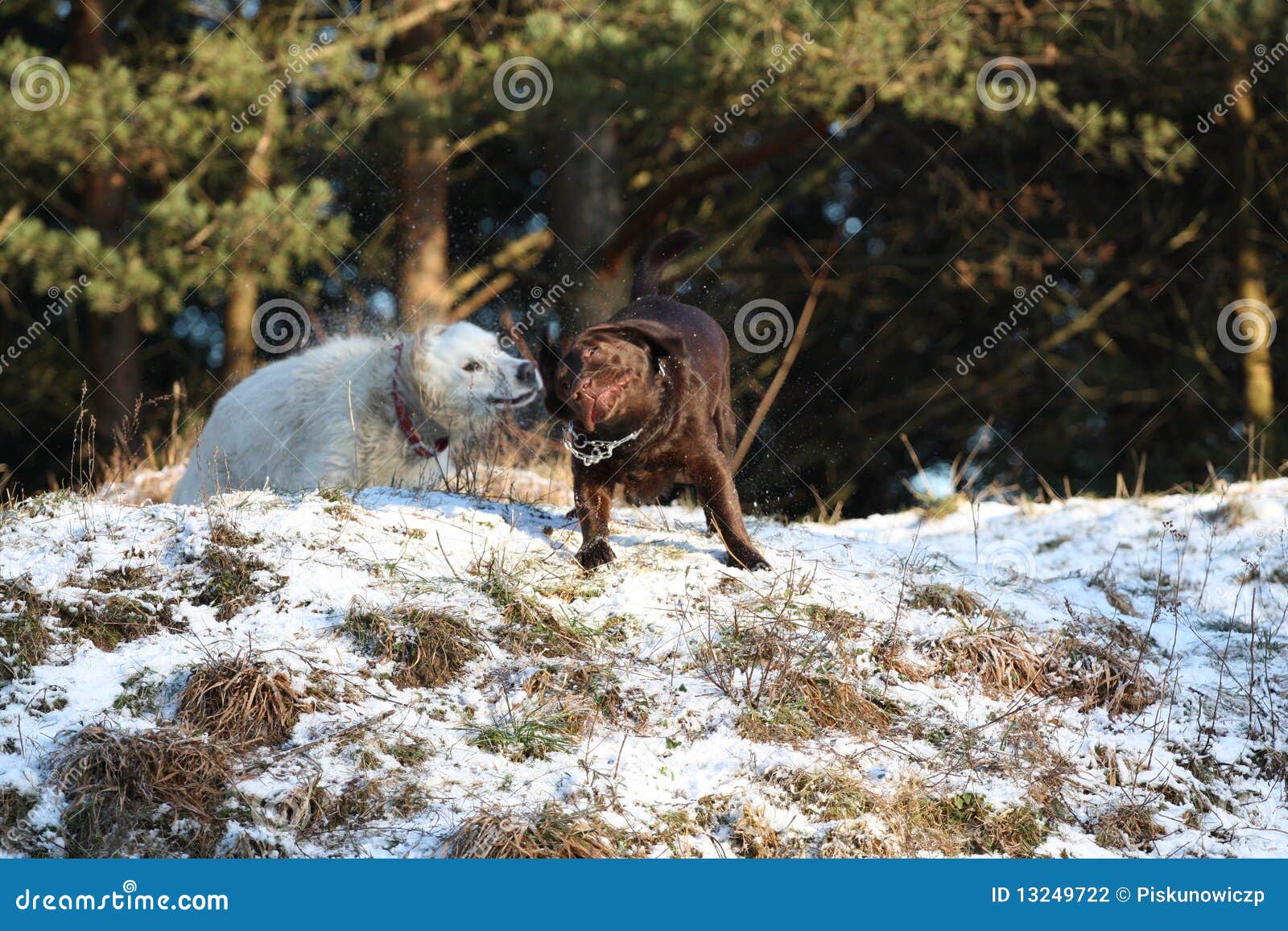 Two dogs stock photo. Image of puppy, fighting, angry - 13249722