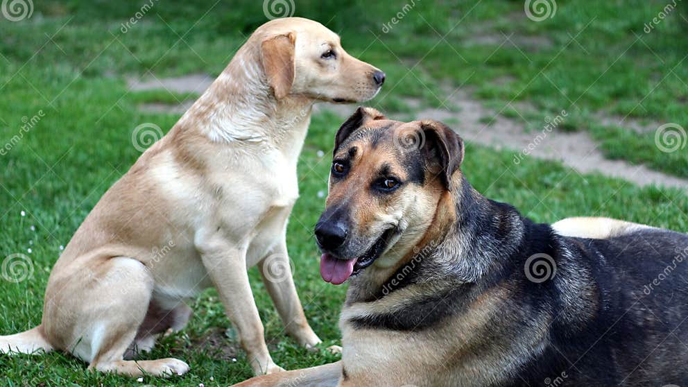 Two dogs stock image. Image of bred, breed, nature, mammals - 15629595