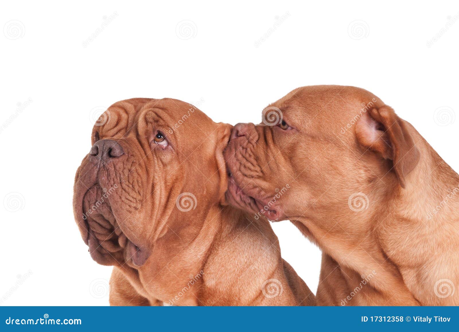 Two dogs stock photo. Image of head, contact, canine - 17312358