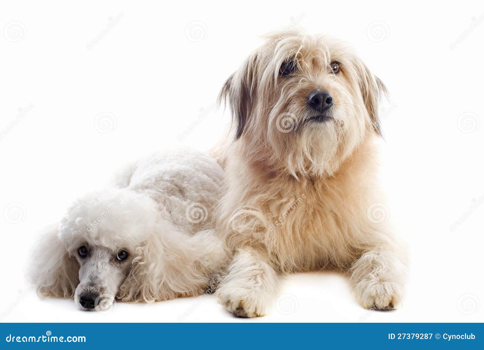 Two dogs stock image. Image of shepherd, friends, together - 27379287