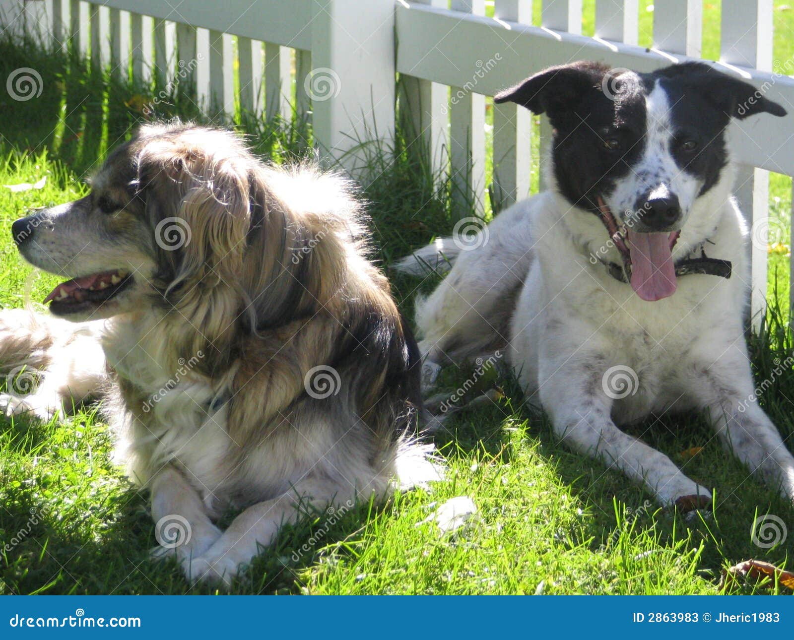 Two Dogs stock image. Image of puppy, exhausted, grass - 2863983