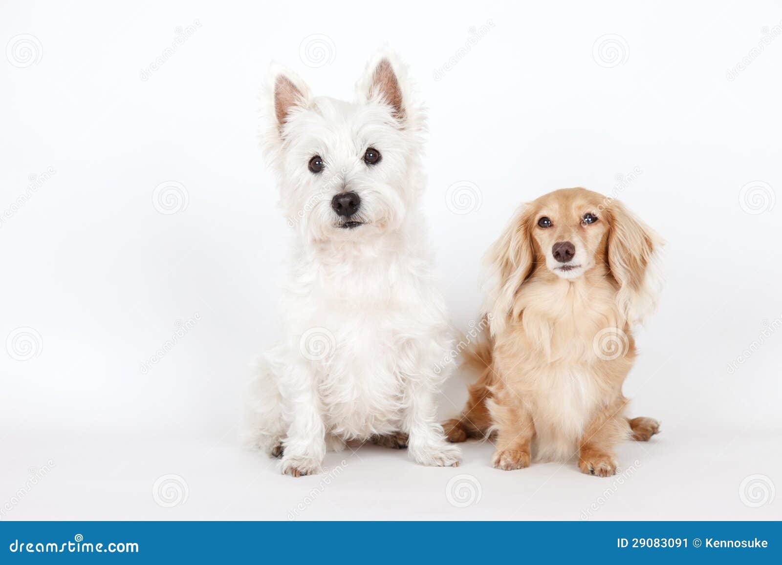 Two dogs stock image. Image of miniature, shop, breed - 29083091