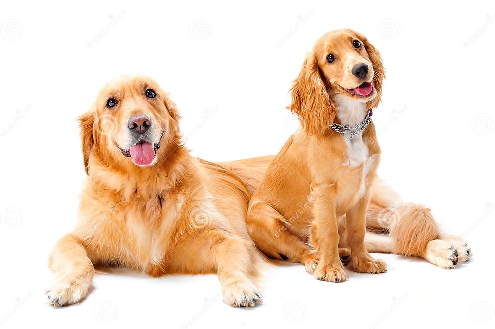 Two Dogs stock image. Image of background, spaniel, canine - 4514593