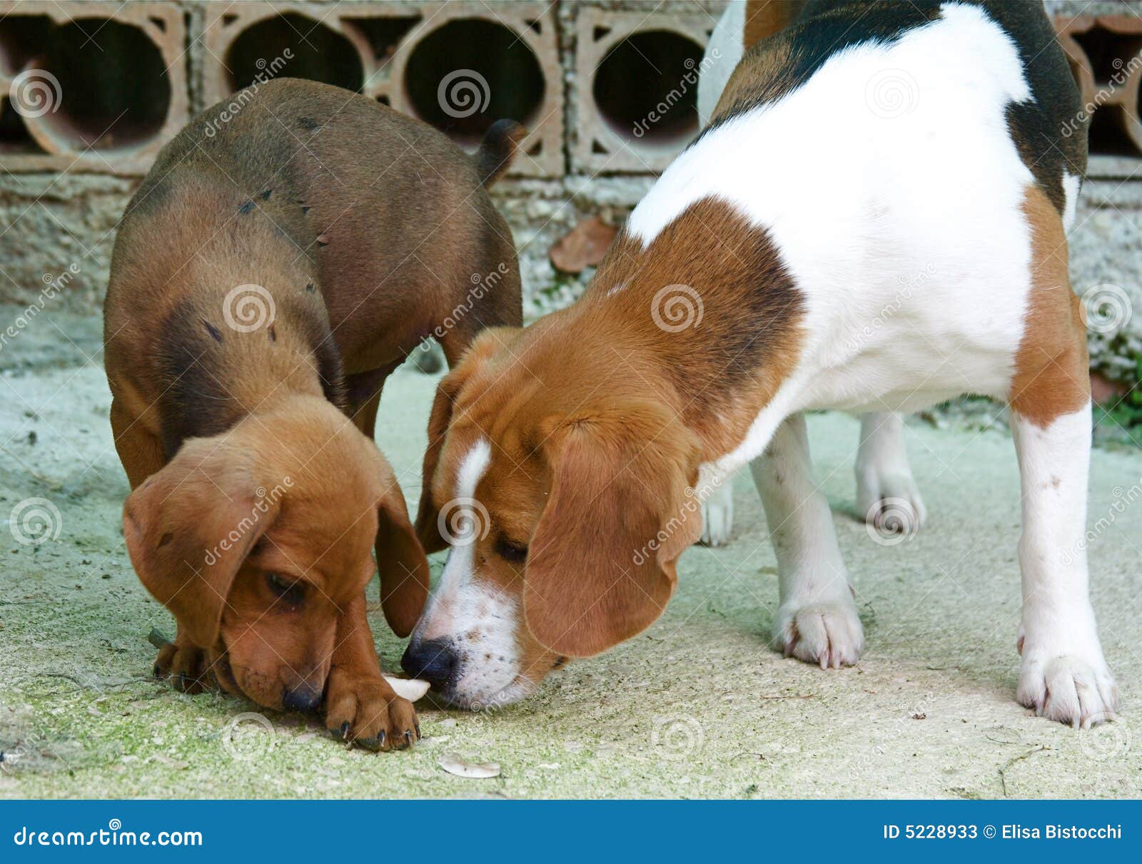 Two dogs stock image. Image of beautiful, adorable, companion - 5228933
