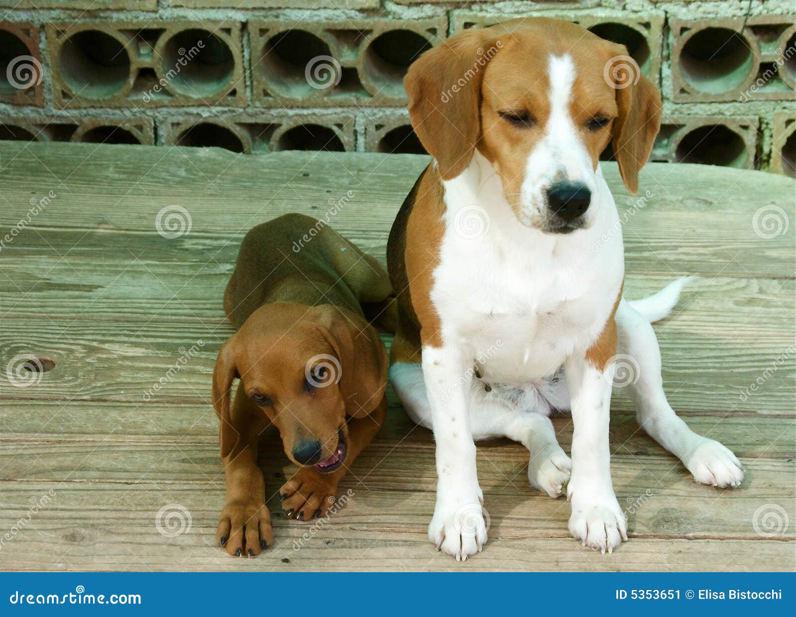 Two dogs stock image. Image of sitting, friend, ears, doggy - 5353651