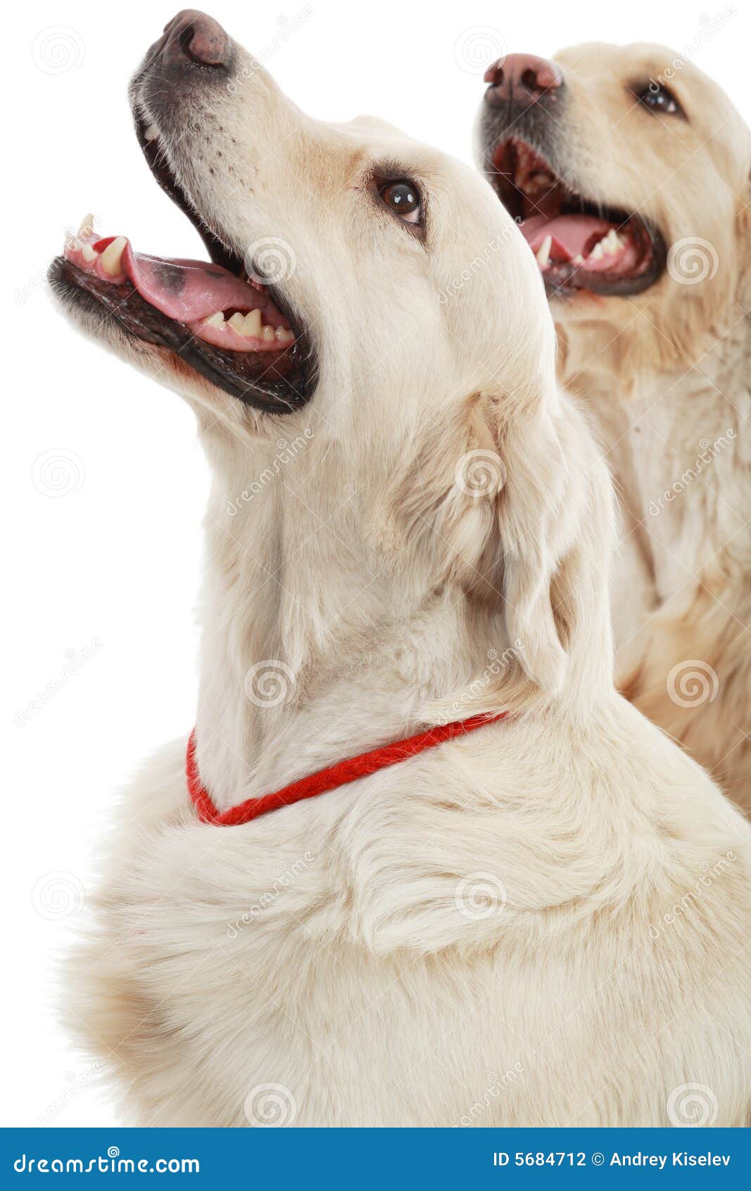 Two dogs stock photo. Image of haired, cute, mammal, breed - 5684712