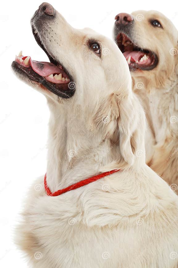 Two dogs stock photo. Image of haired, cute, mammal, breed - 5684712