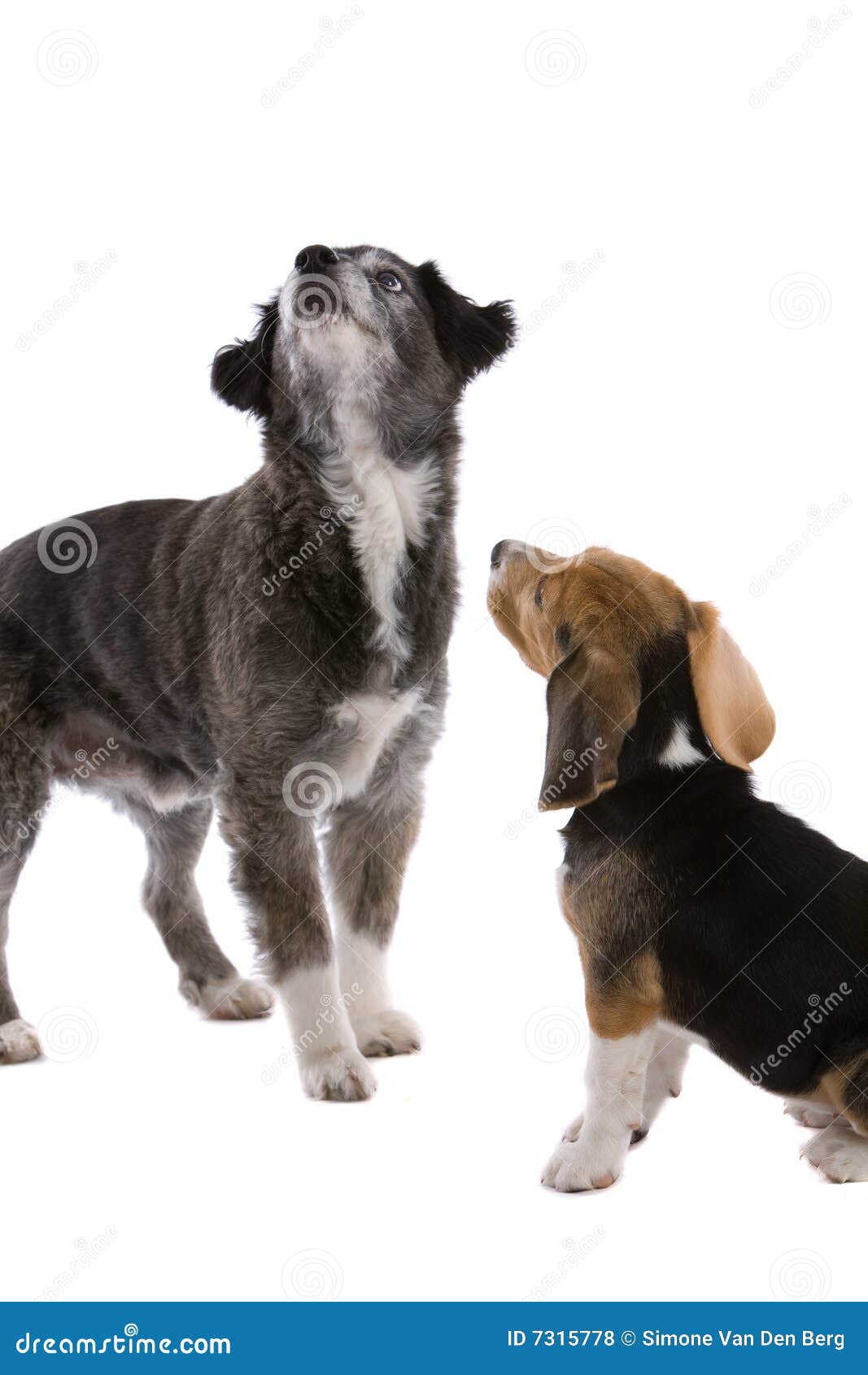 Two dogs stock photo. Image of purebred, beagle, puppy - 7315778