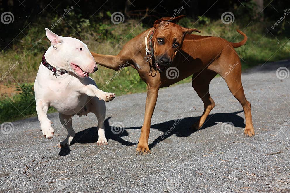 Two dogs stock photo. Image of jump, back, funny, rhodesian - 8357410