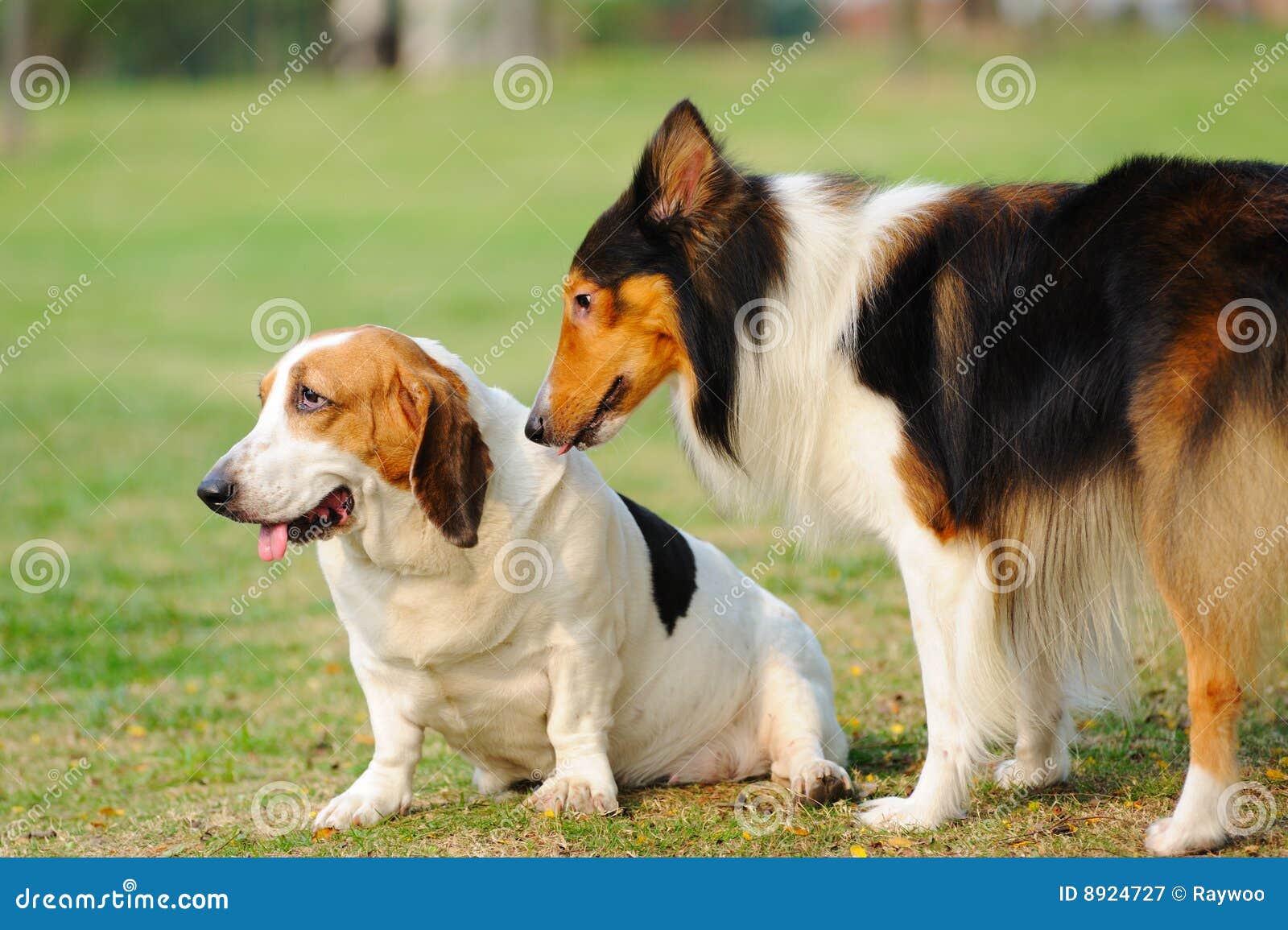 Two dogs stock image. Image of saint, group, canine, intelligent - 8924727