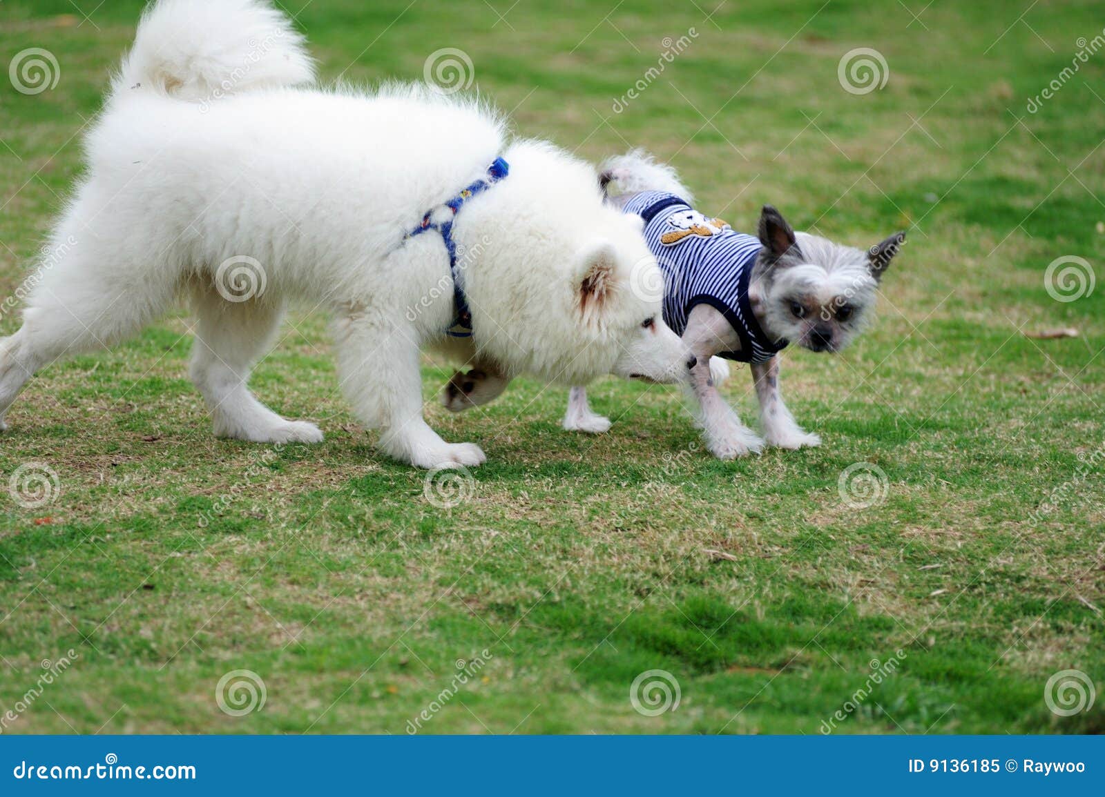 Two dogs stock image. Image of staring, posing, canine - 9136185