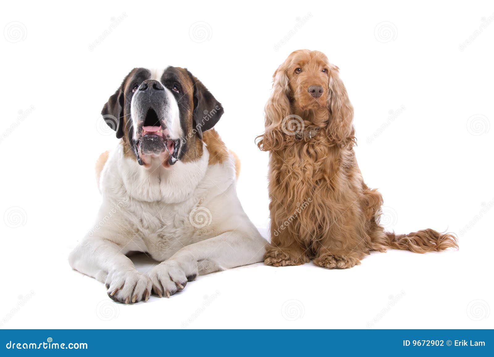 Two dogs stock photo. Image of beige, isolated, mammals - 9672902