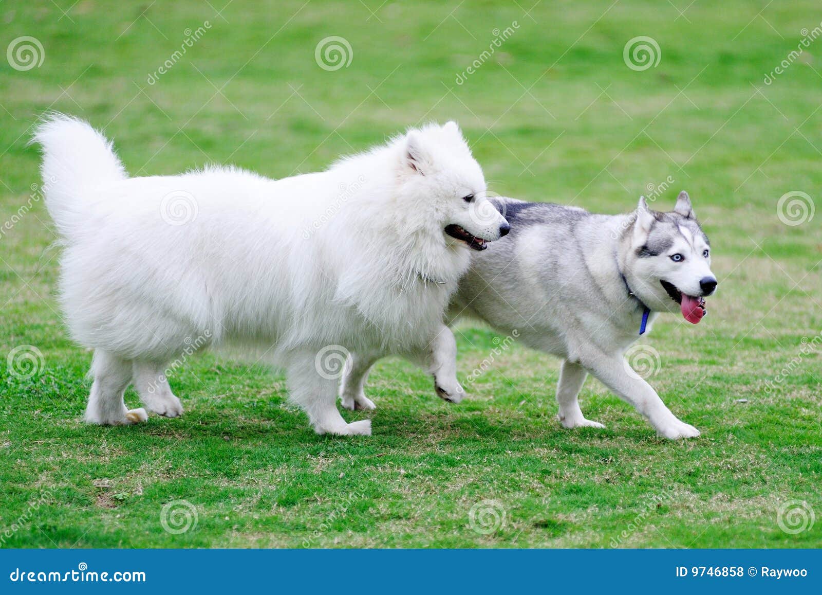 Two dogs stock photo. Image of animal, group, malamute - 9746858