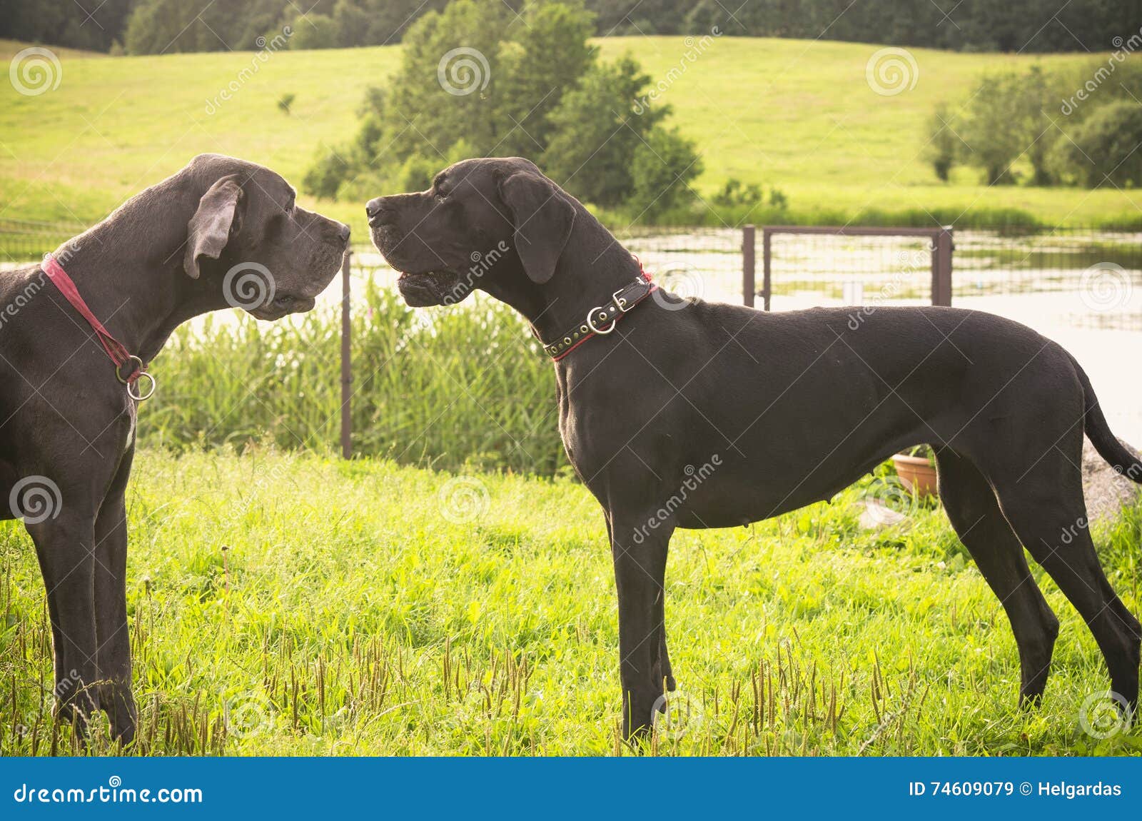 Two dogs arguing stock image. Image of aggresion, contact - 74609079