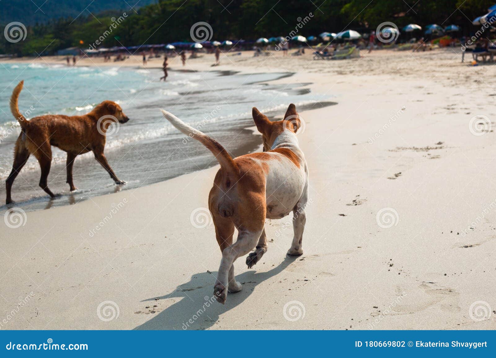 Two dogs on the beach stock photo. Image of scenic, back - 180669802