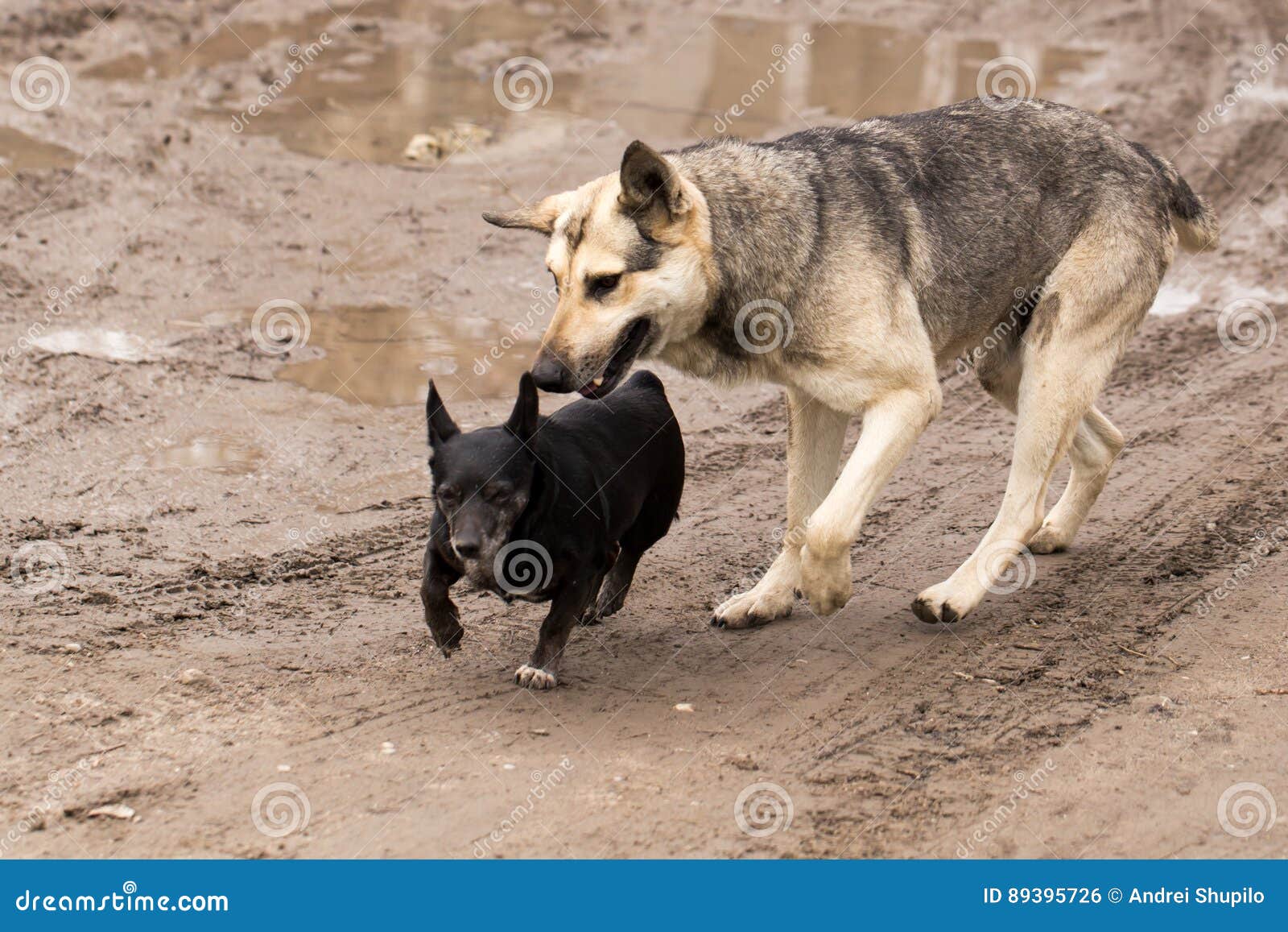 Two dogs stock photo. Image of adorable, domestic, leaves - 89395726