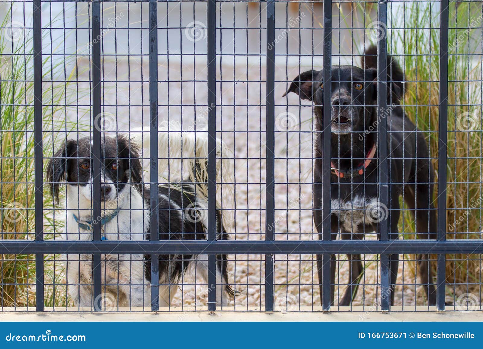 Two Dogs are Behind Fence with Mesh Stock Image - Image of black, bark ...