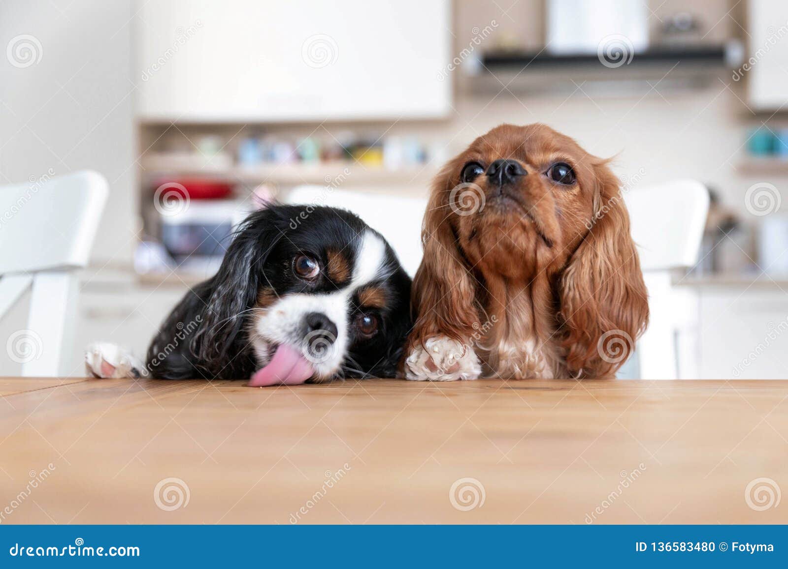 Two dogs behind the table stock photo. Image of animal - 136583480