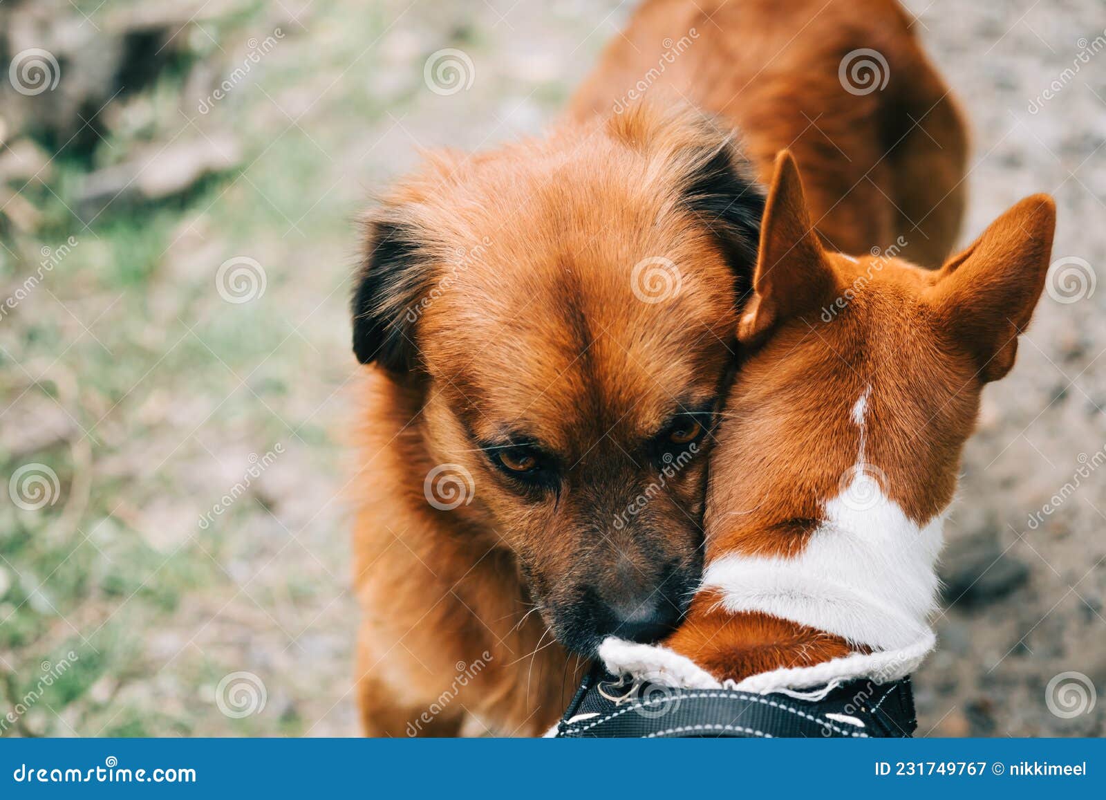 Why Are Dogs Good Friends