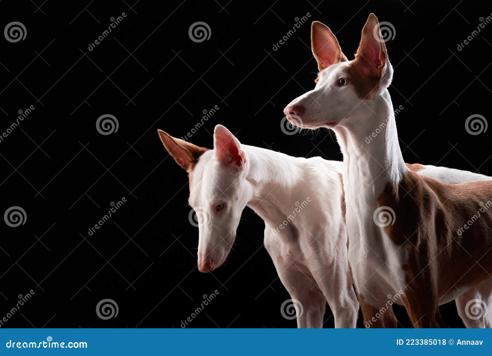 Two Dogs on a Black Background in the Studio. Slim Spanish Greyhound ...