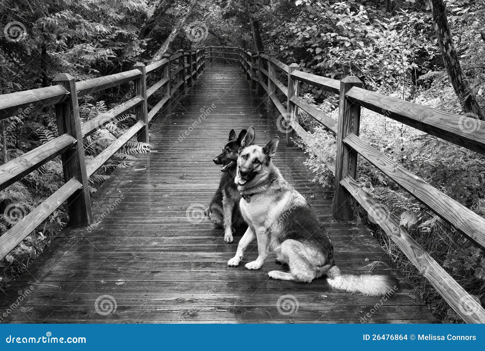 348 Dogs Boardwalk Stock Photos - Free & Royalty-Free Stock Photos from ...