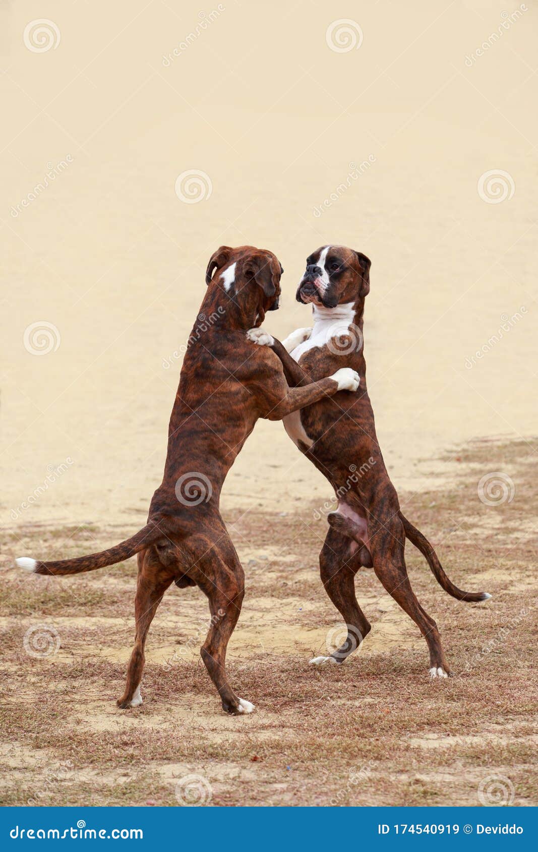 Two dogs of breed boxer stock image. Image of nature - 174540919