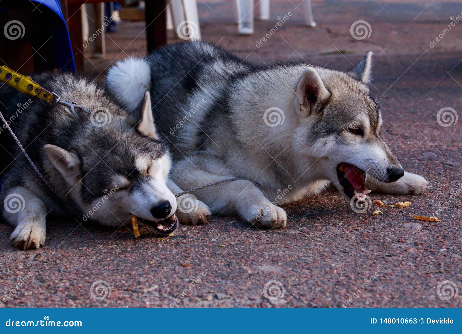 Two Dogs Breed Siberian Husky Stock Image - Image of puppy, path: 140010663