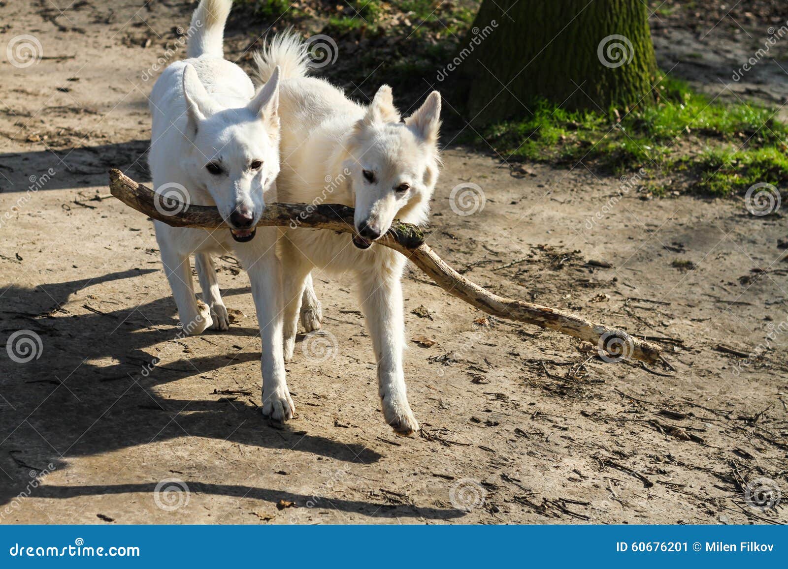 Carrying Dogs Stick Teamwork Stock Photos - Free & Royalty-Free Stock ...