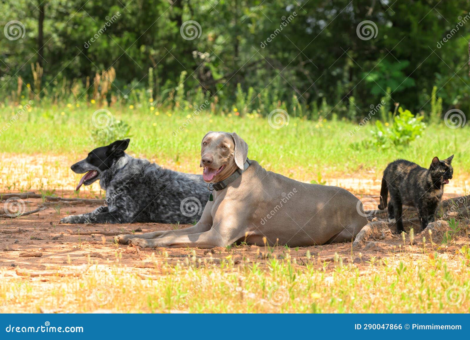 Two Dogs and a Cat Cooling Off in the Shade of a Tree during a Walk ...