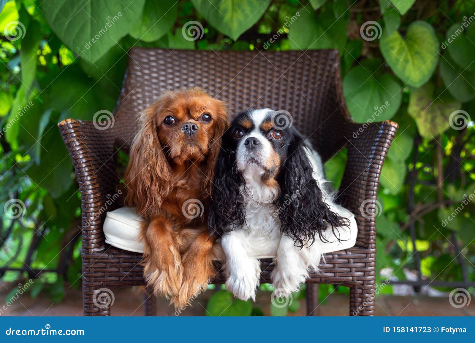 Two dogs on the chair stock image. Image of beautiful - 158141723