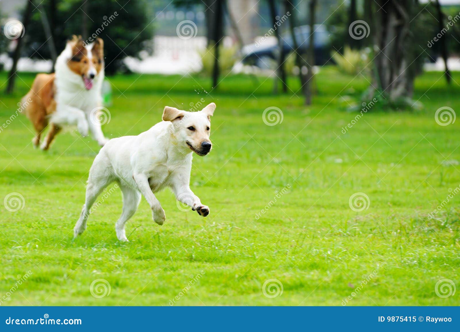 Two dogs chasing stock image. Image of rush, outdoor, puppy - 9875415
