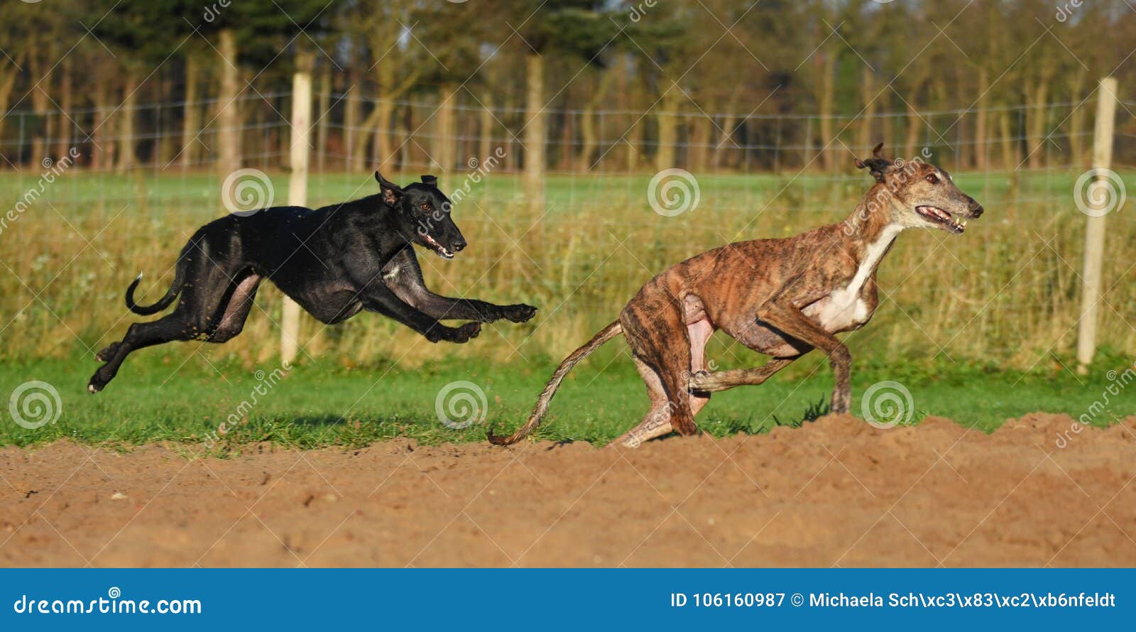 Two Dogs Chasing Each Other Stock Image - Image of sighthounds, fast ...