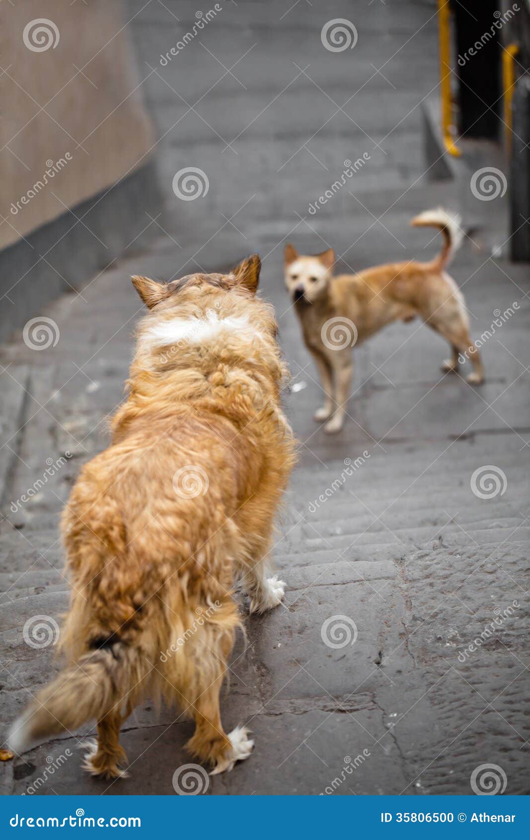 Two Dogs Confronting Outdoor Stock Photo - Image of animals, actions ...