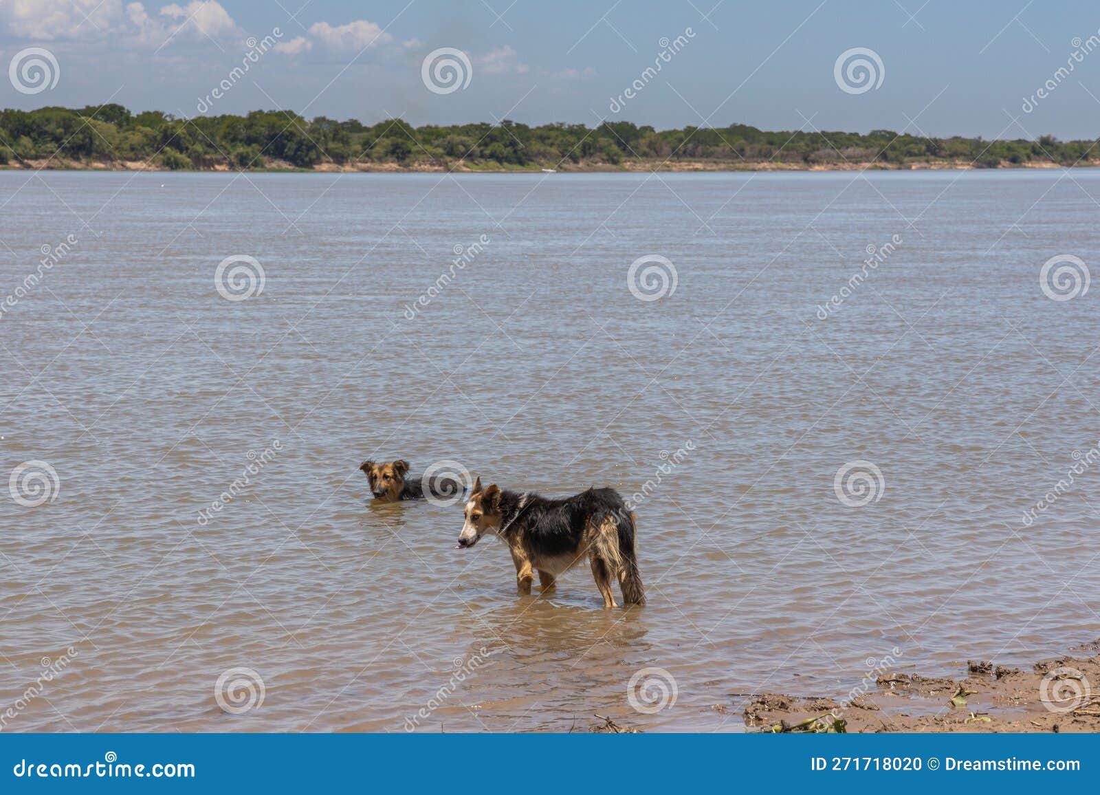 Two Dogs Cooling Off in the River Stock Photo - Image of rest, people ...