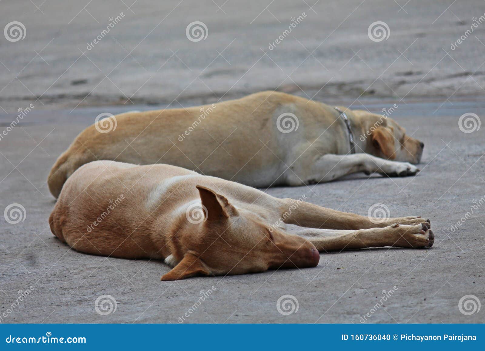 Two Dogs Crouch on the Floor. Stock Photo - Image of puppy, countryside ...