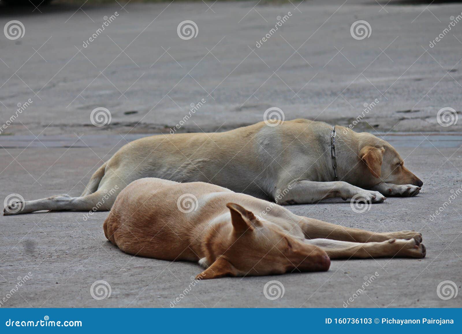 Two Dogs Crouch on the Floor. Stock Image - Image of sleepiness, floor ...