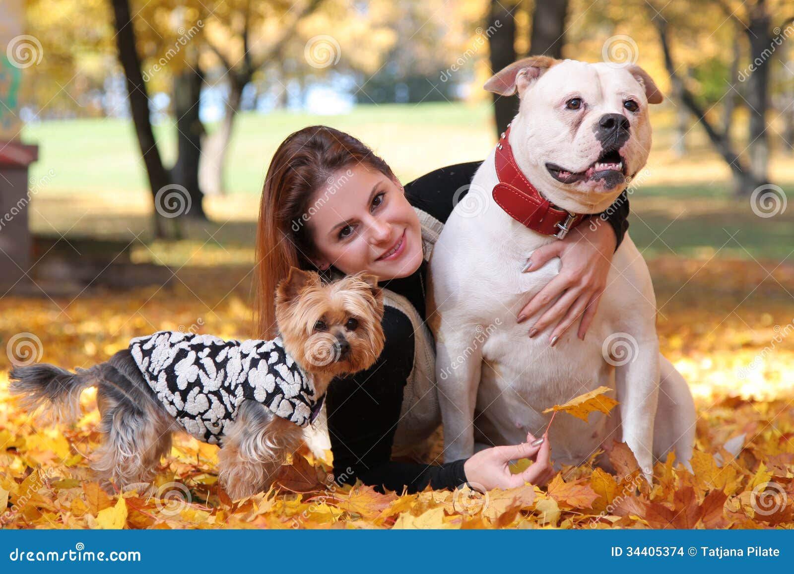 Two dogs stock photo. Image of person, nature, activity - 34405374