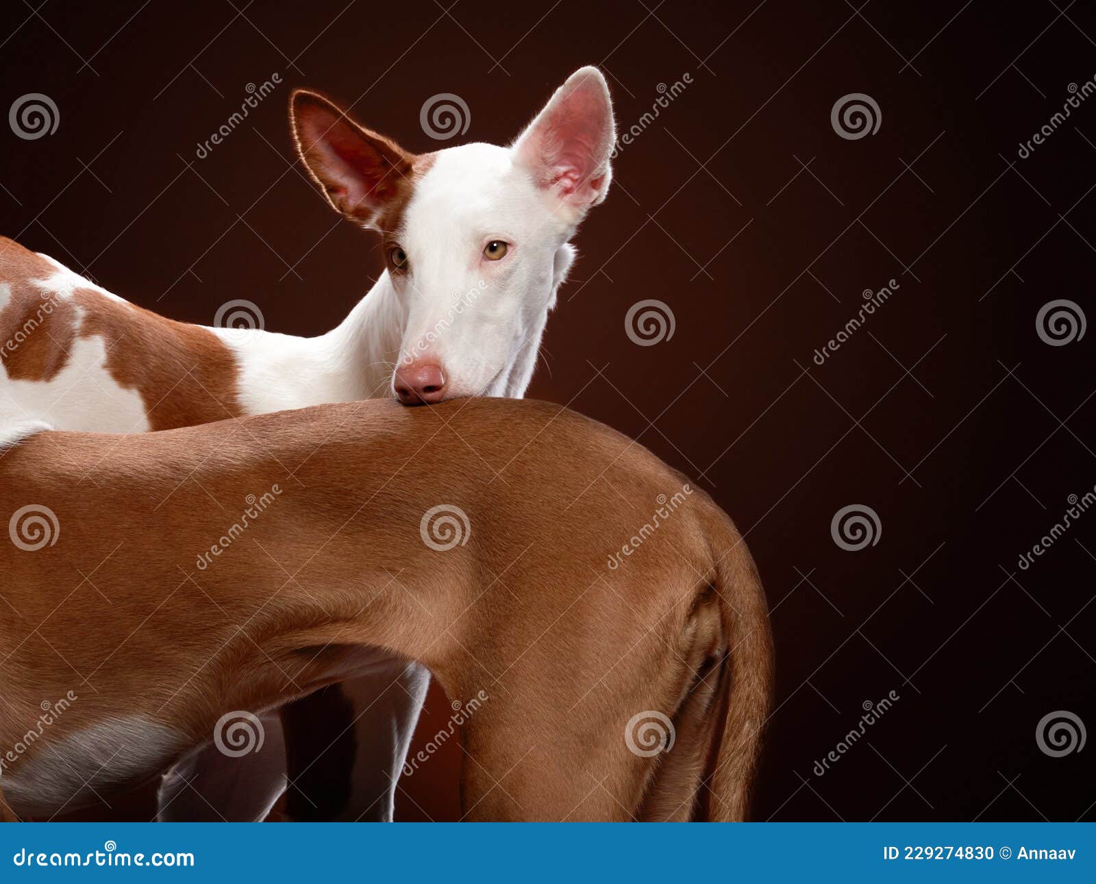 Two Dogs on a Black Background in the Studio. Slim Spanish Greyhound ...