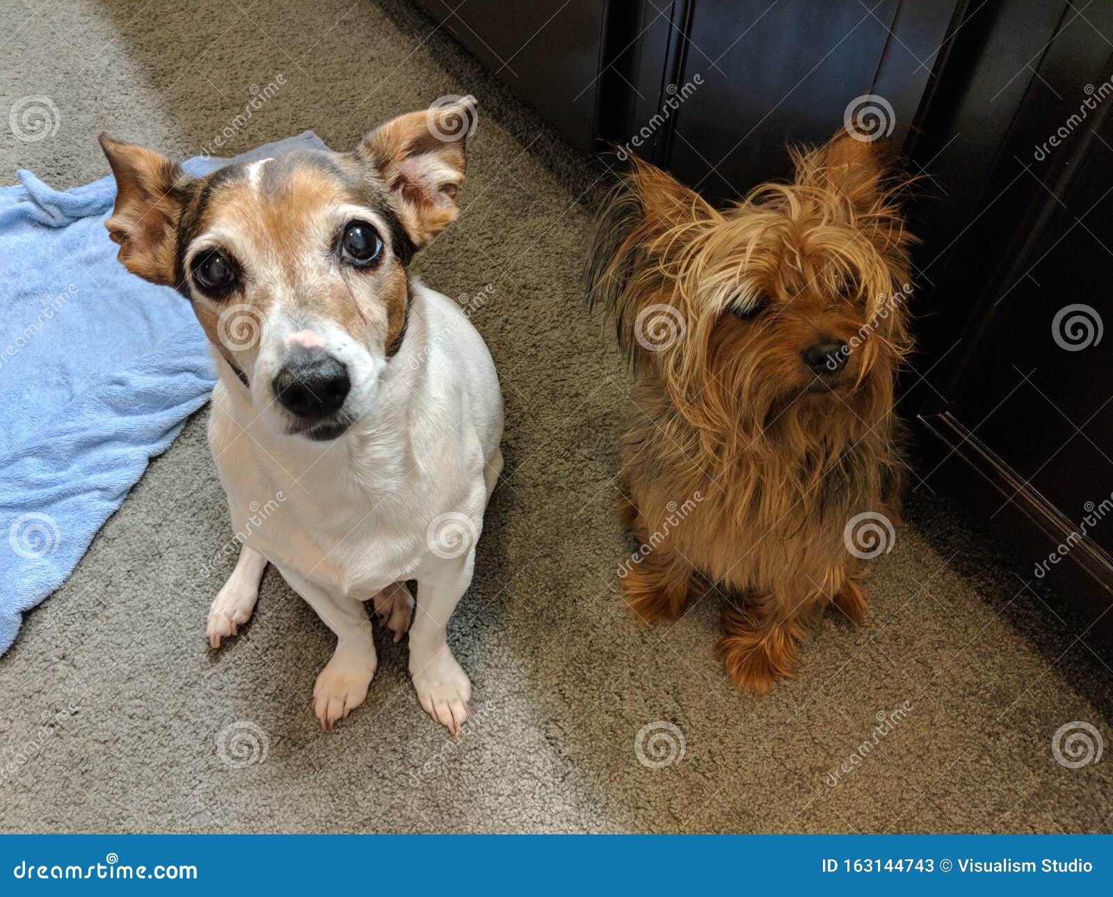 Two Dogs of Different Colors of Fur Who are Sitting Stock Image - Image ...