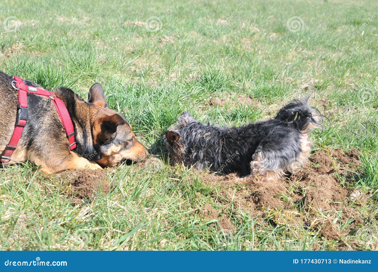 Two Dogs Digging in the Grass Stock Image - Image of meadow, friendship ...